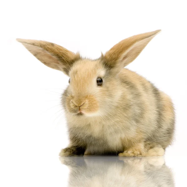 A lying chocolate colored lionhead bunny rabbit — Stock Photo ...