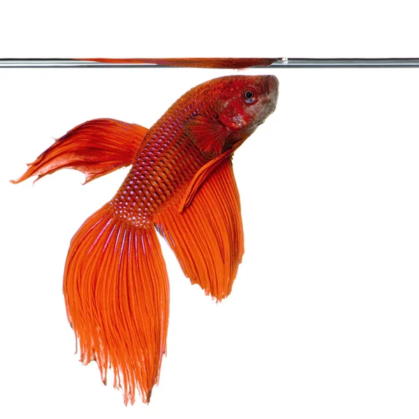 Male Siamese fighting fish Stock Photo by ©lifeonwhite 10871912