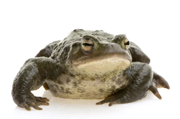 Poop toad Stock Photos, Royalty Free Poop toad Images | Depositphotos