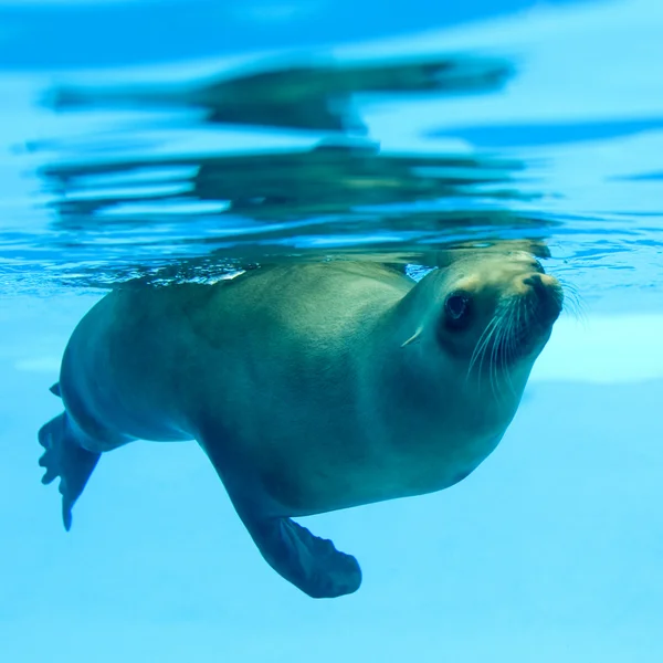 Seal swimming Stock Photos, Royalty Free Seal swimming Images ...