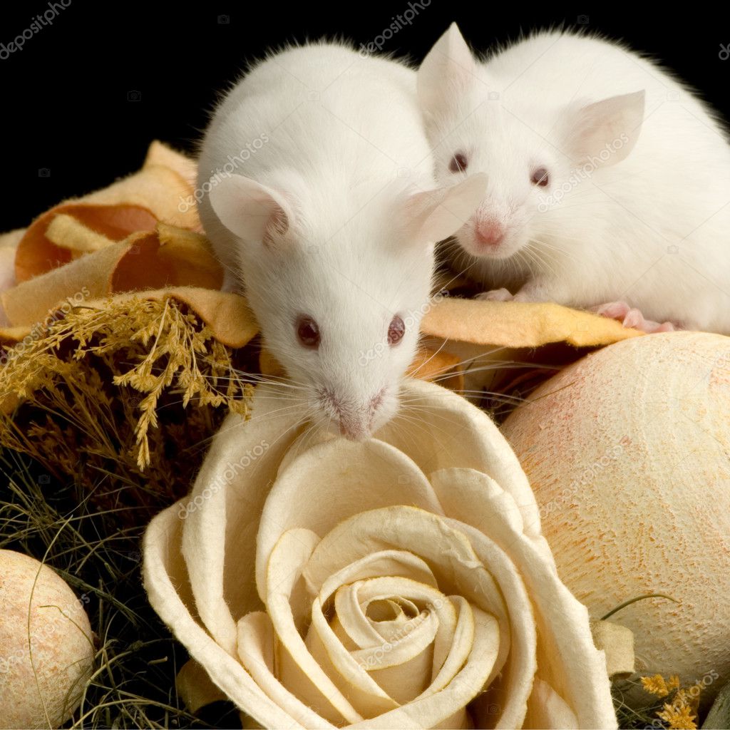 White Mouse Stock Photo by ©lifeonwhite 10861962