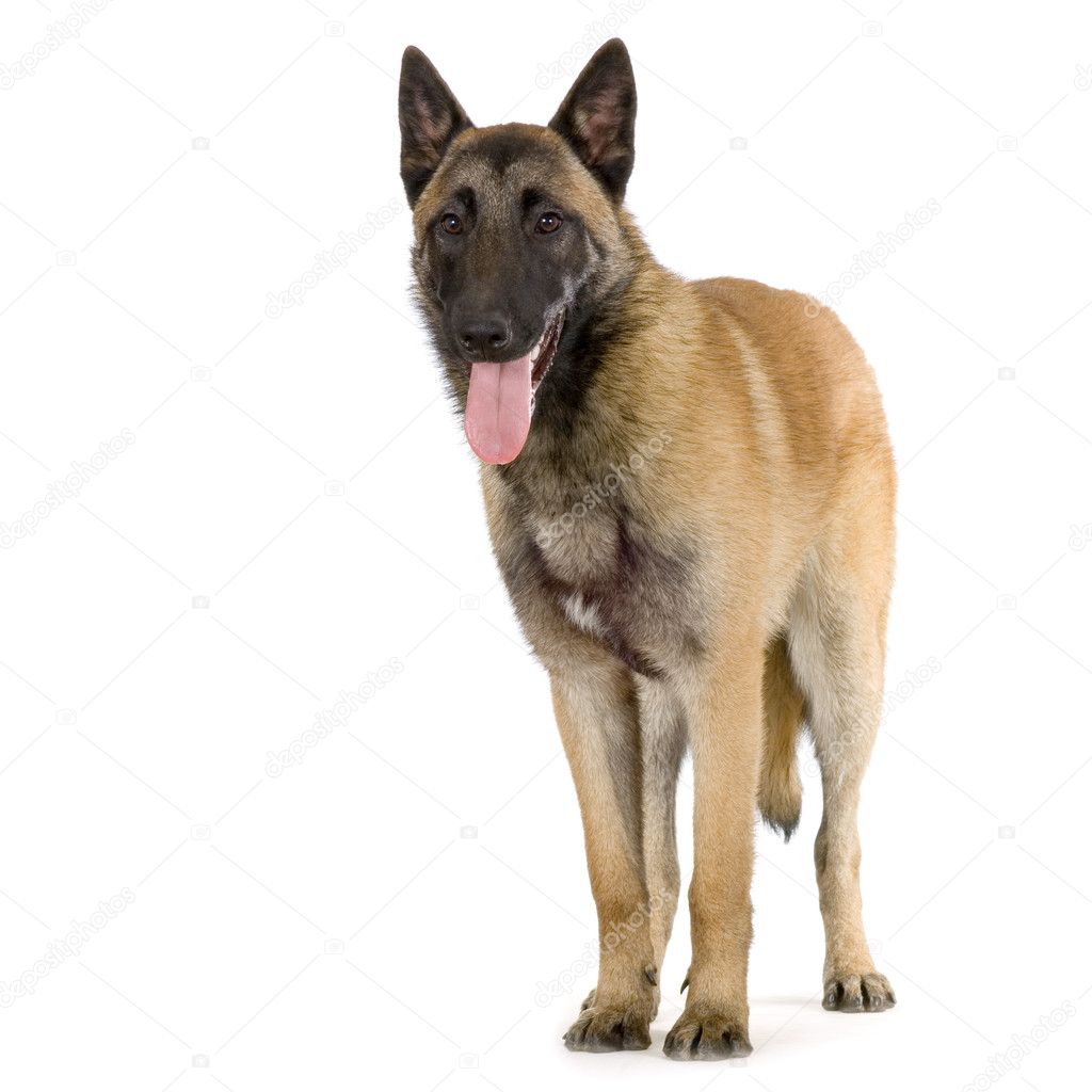 German shepherd, alsatian, police dog — Stock Photo © lifeonwhite #10862639