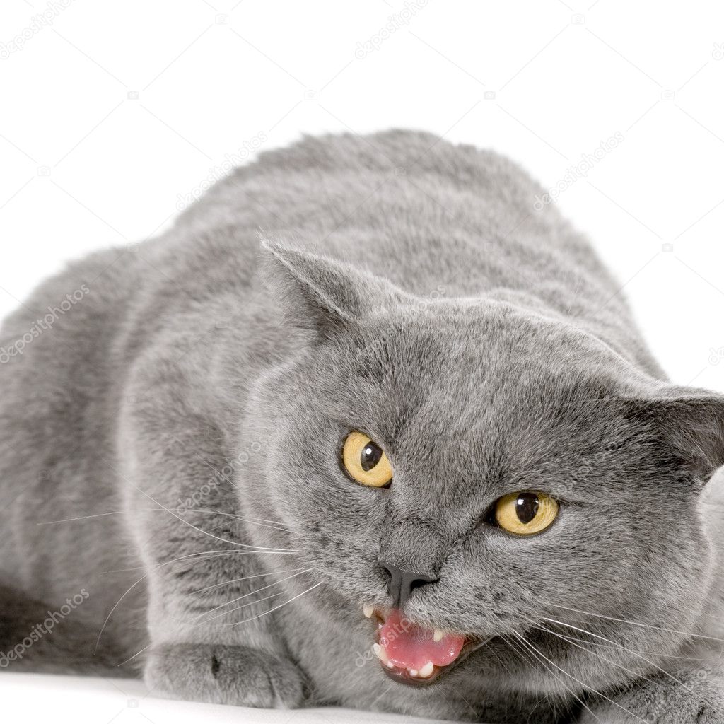 Chartreux — Stock Photo © lifeonwhite #10862659