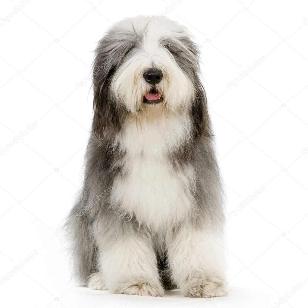 Bearded Collie — Stock Photo © lifeonwhite #10862670