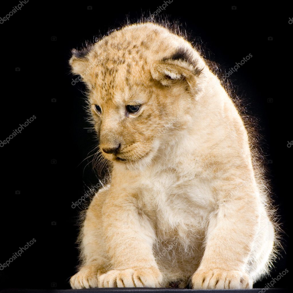 Lion Cub assis image libre de droit par lifeonwhite © #10863227 Lion Cub assis image libre de droit par lifeonwhite © #10863227