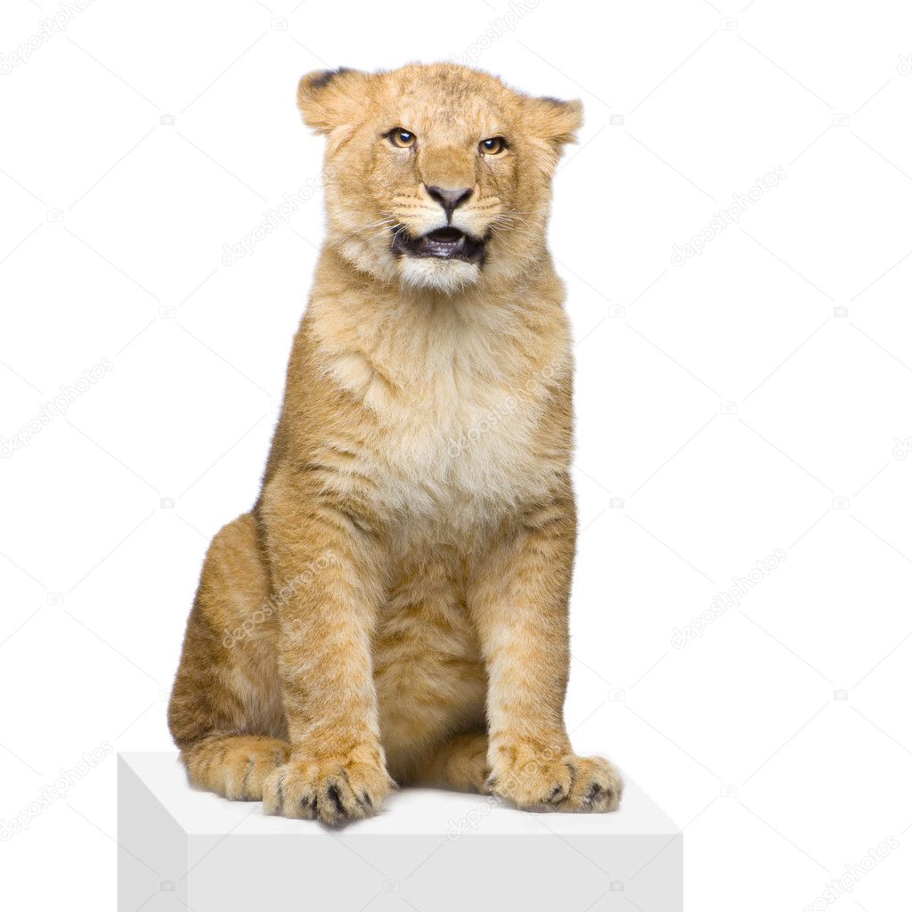 Lion Cub sitting — Stock Photo © lifeonwhite #10863494 Lion Cub sitting — Stock Photo © lifeonwhite #10863494