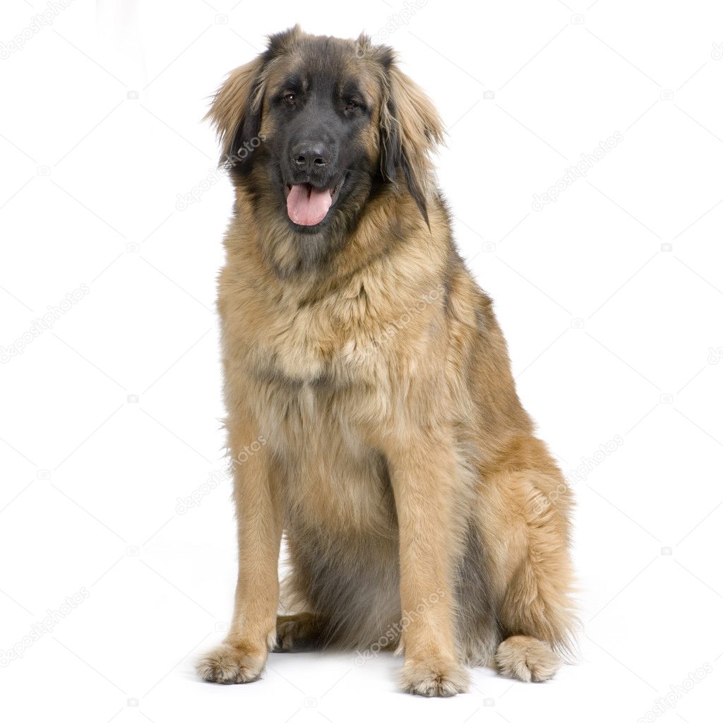 Leonberger Stock Photo by ©lifeonwhite 10864184