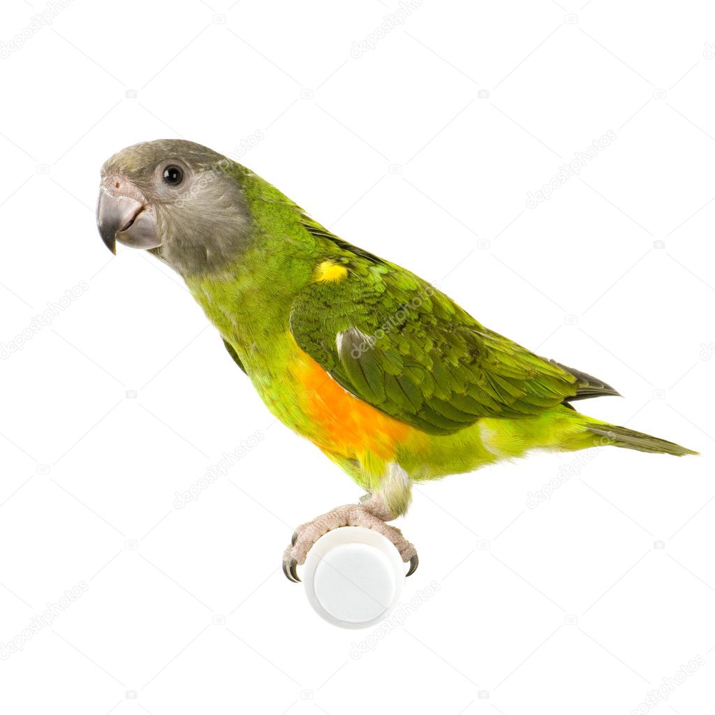 Senegal Parrot - Poicephalus senegalus Stock Photo by ©lifeonwhite 10864395