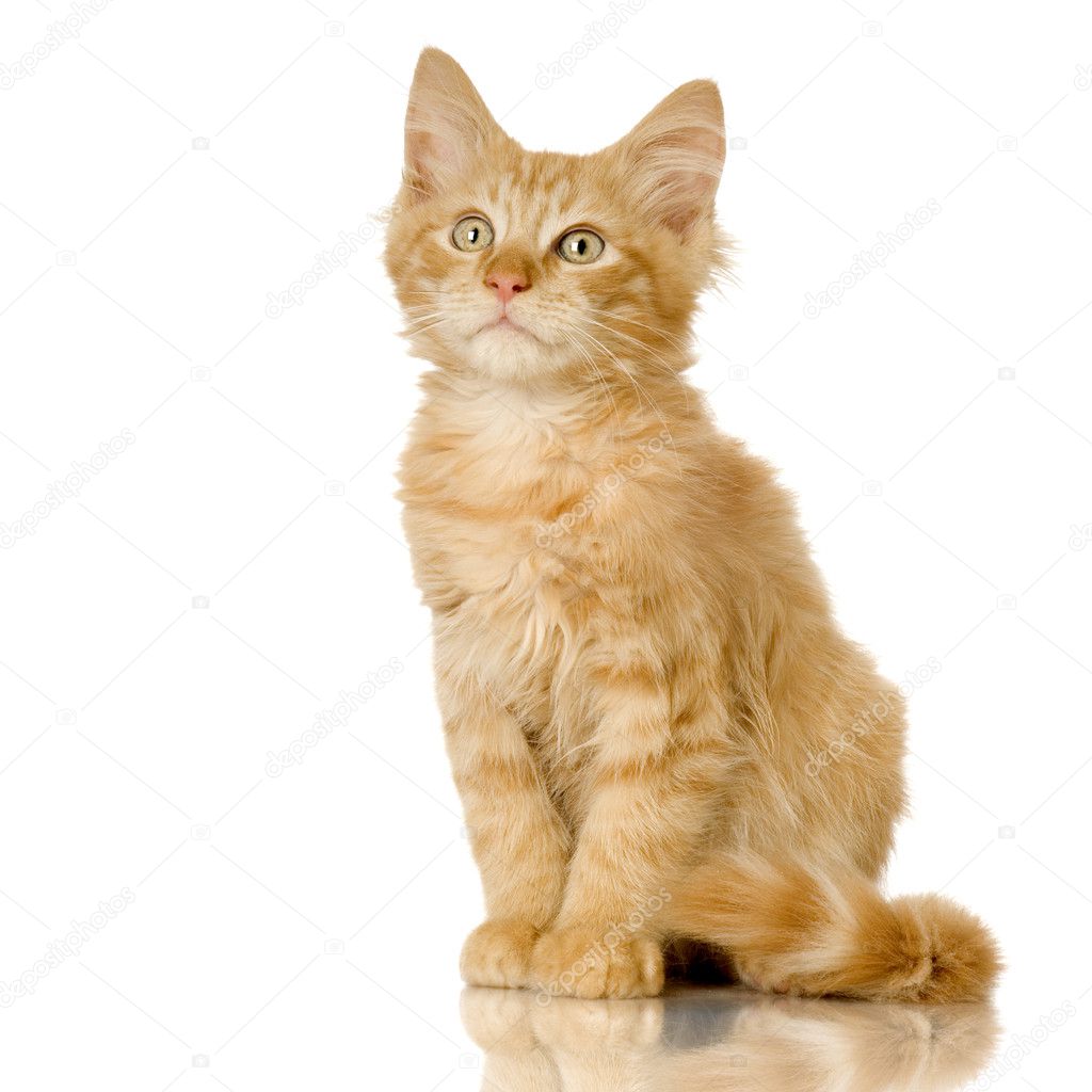 Ginger Cat kitten Stock Photo by ©lifeonwhite 10866175