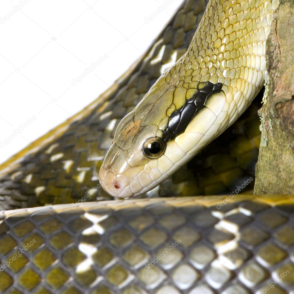 Rat snake Stock Photo by ©lifeonwhite 10866669