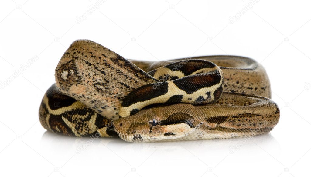 Boa constrictor in front of a white background Stock Photo by ...