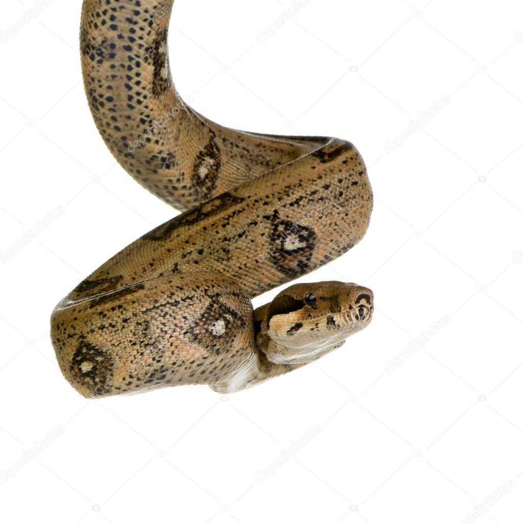 Boa constrictor in front of a white background Stock Photo by ...