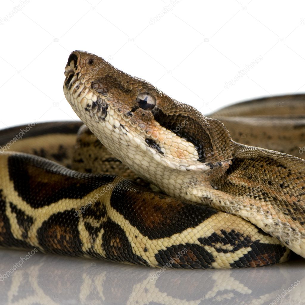 Boa constrictor Stock Photo by ©lifeonwhite 10869439