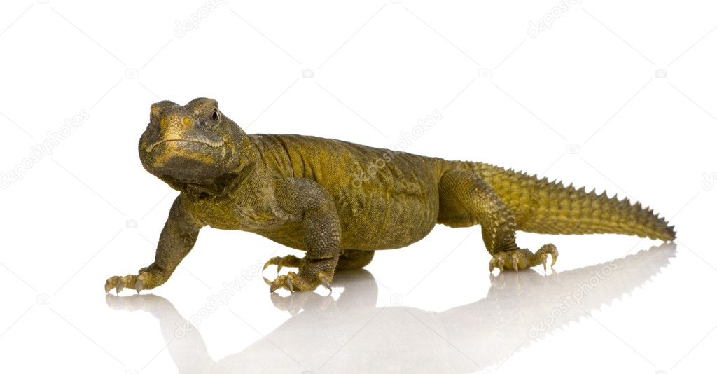Dabb Lizard - Uromastyx aegyptia Stock Photo by ©lifeonwhite 10869516