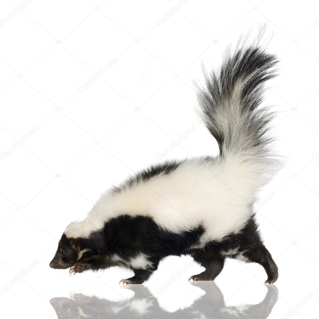 Skunk White Background