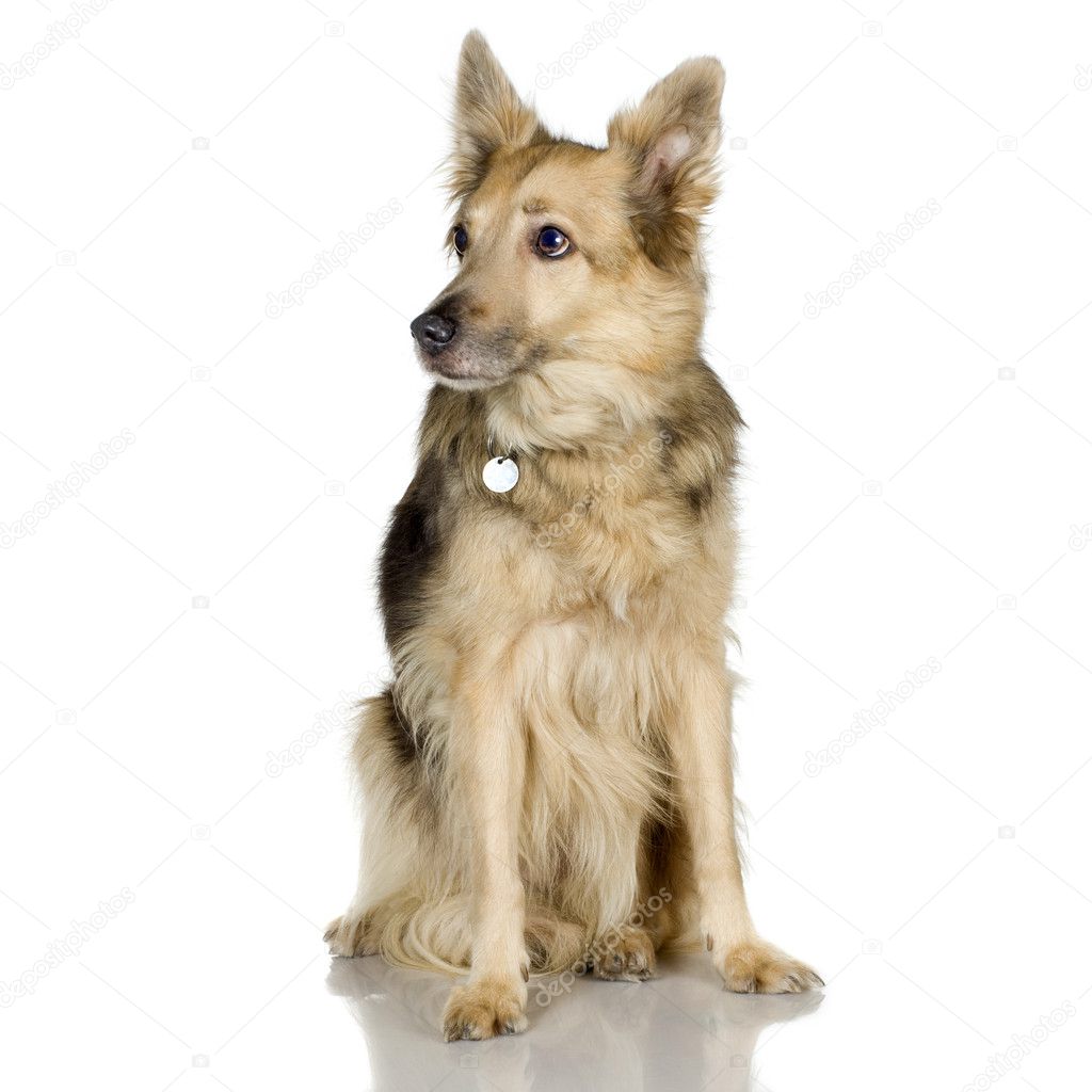 German shepherd, alsatian, police dog — Stock Photo © lifeonwhite #10870789