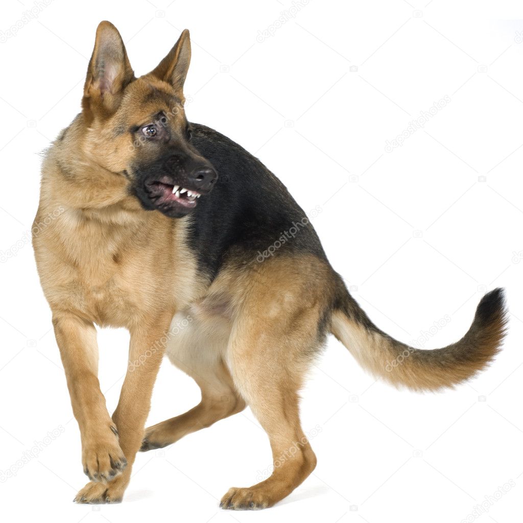 German shepherd (7 months) alsatian, police dog — Stock Photo ...
