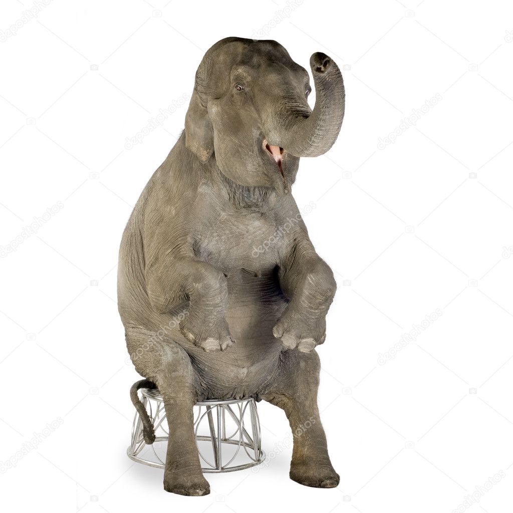 Asian Elephant - Elephas maximus (40 years) Stock Photo by ©lifeonwhite ...