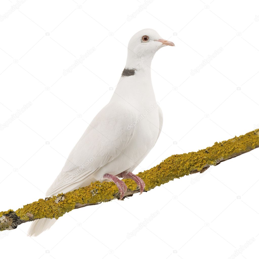 Ringneck Dove Stock Photo by ©lifeonwhite 10872393