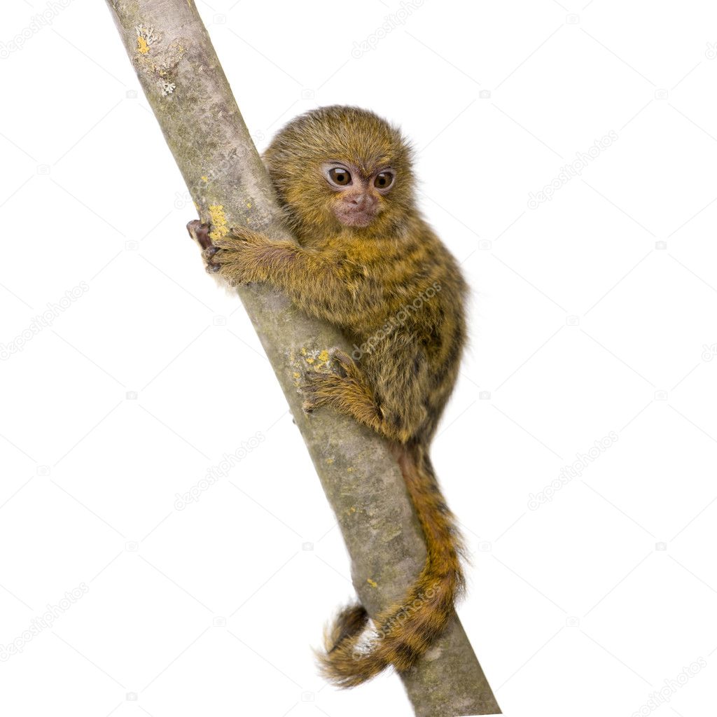 Pygmy Marmoset (5 weeks) - Callithrix (Cebuella) pygmaea Stock Photo by ...