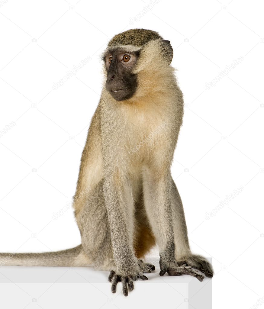 Vervet Monkey - Chlorocebus pygerythrus in front of a white background ...