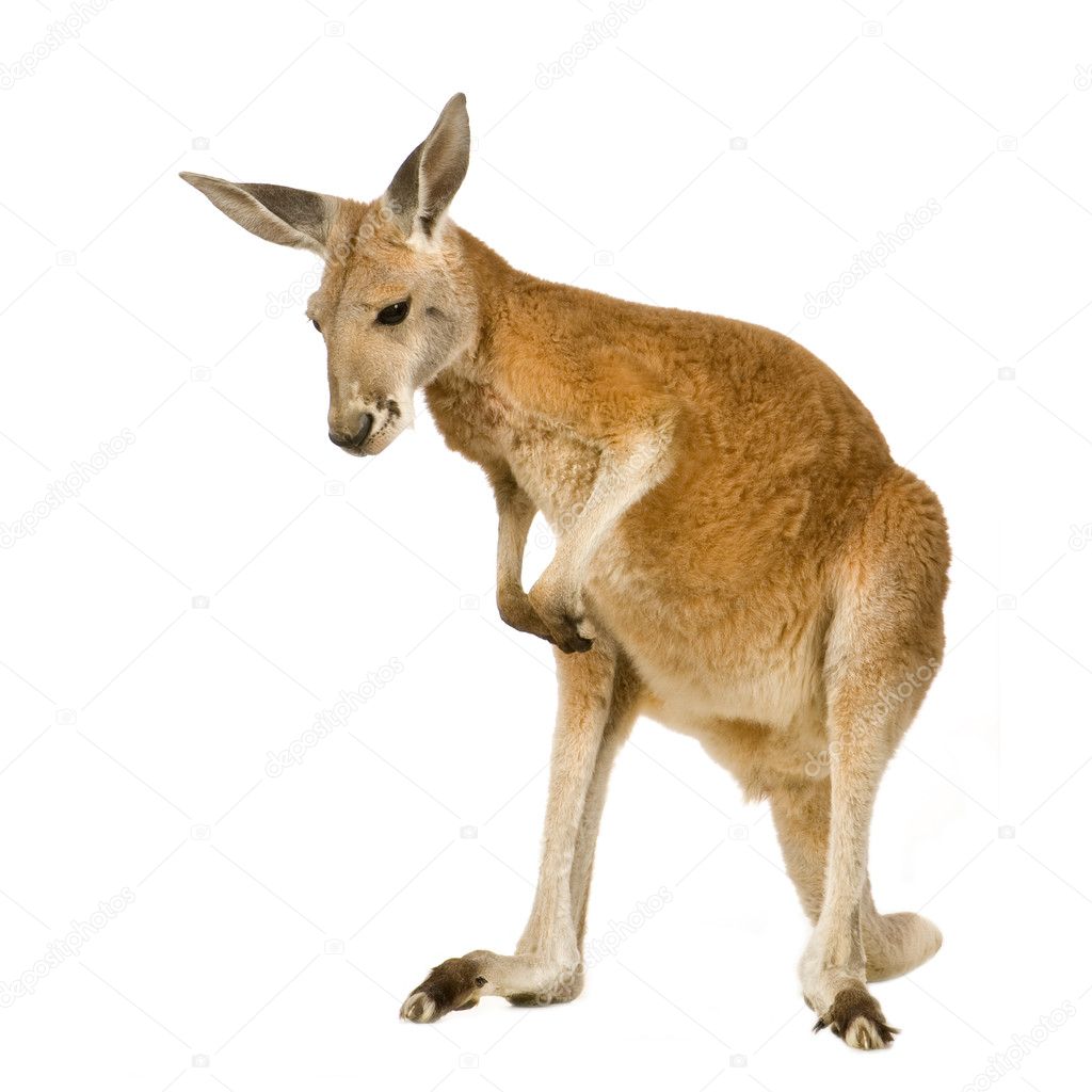 Young red kangaroo (9 months) - Macropus rufus — Stock Photo ...