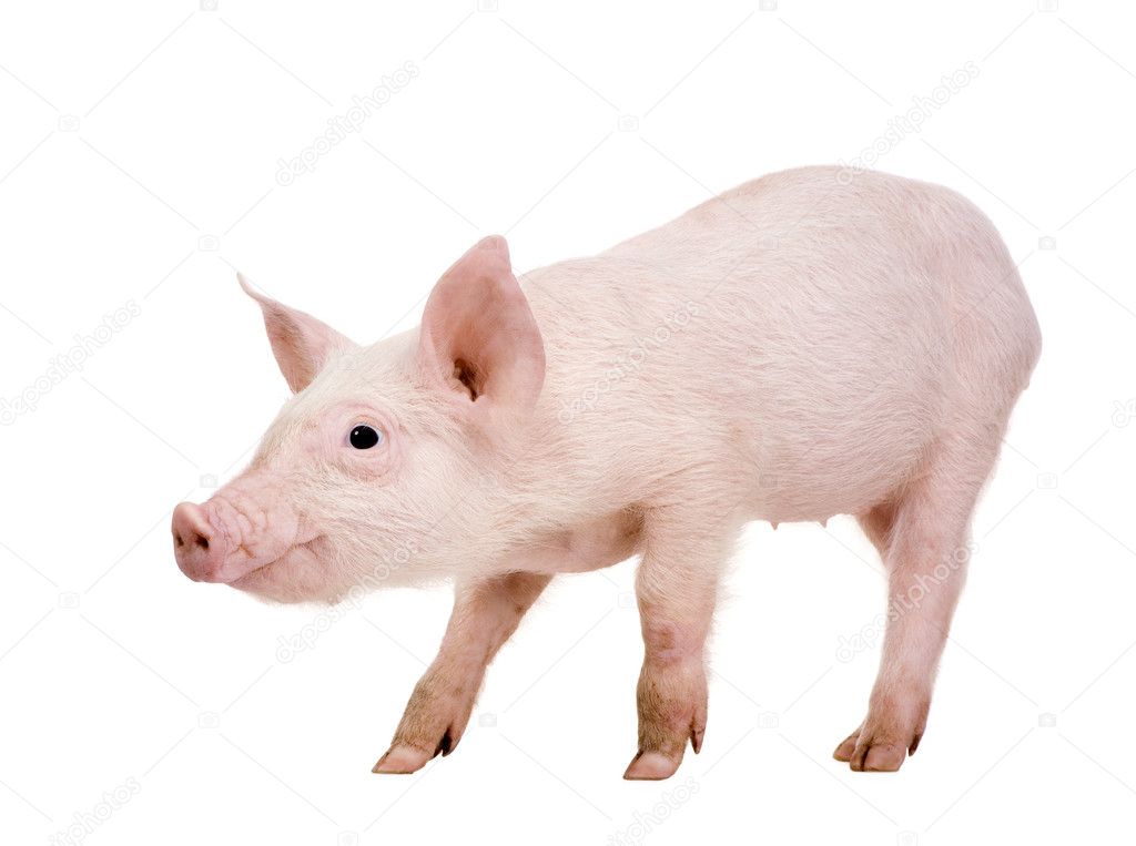 Young pig (1 month) — Stock Photo © lifeonwhite #10873816