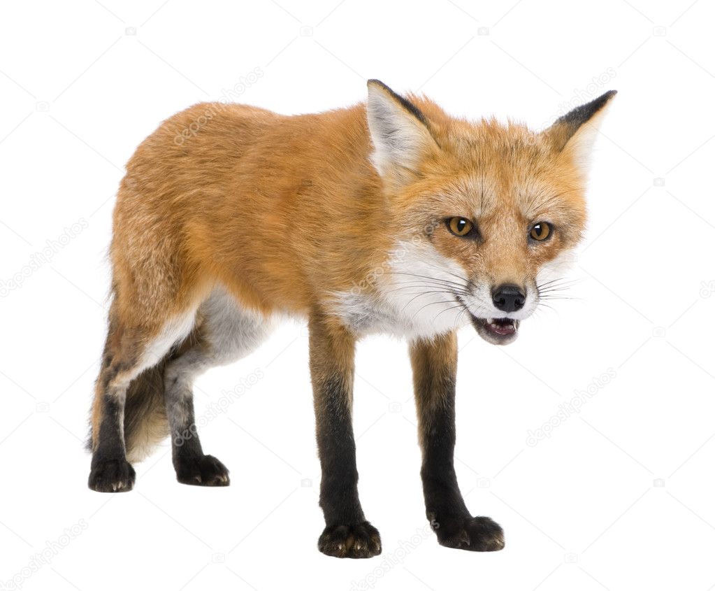 Red fox (4 years)- Vulpes vulpes Stock Photo by ©lifeonwhite 10875978