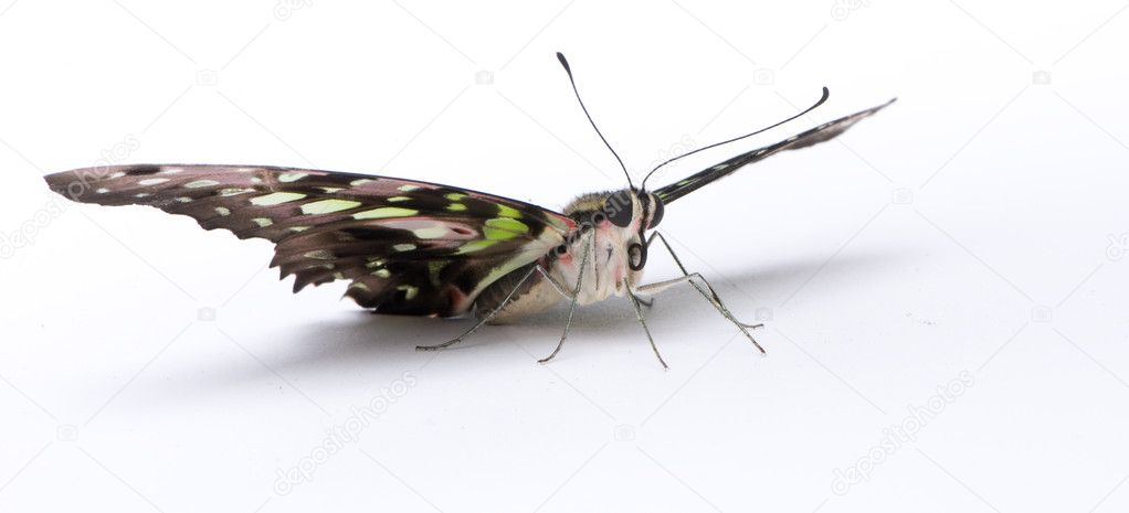 Graphium agamemnon mariposa: fotografía de stock © lifeonwhite ...