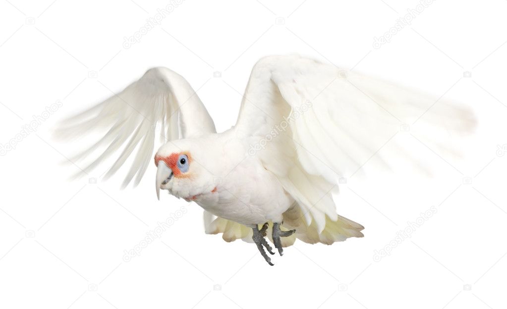 Long-billed Corella - Cacatua tenuirostris Stock Photo by ©lifeonwhite ...