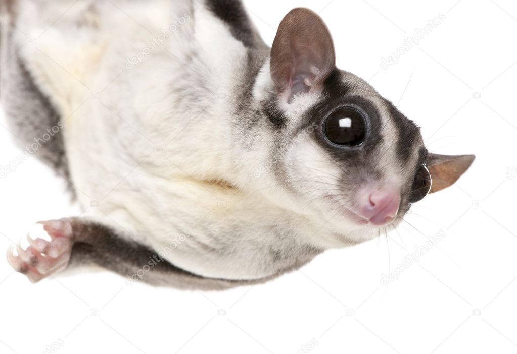 Sugar glider - Petaurus breviceps Stock Photo by ©lifeonwhite 10878187