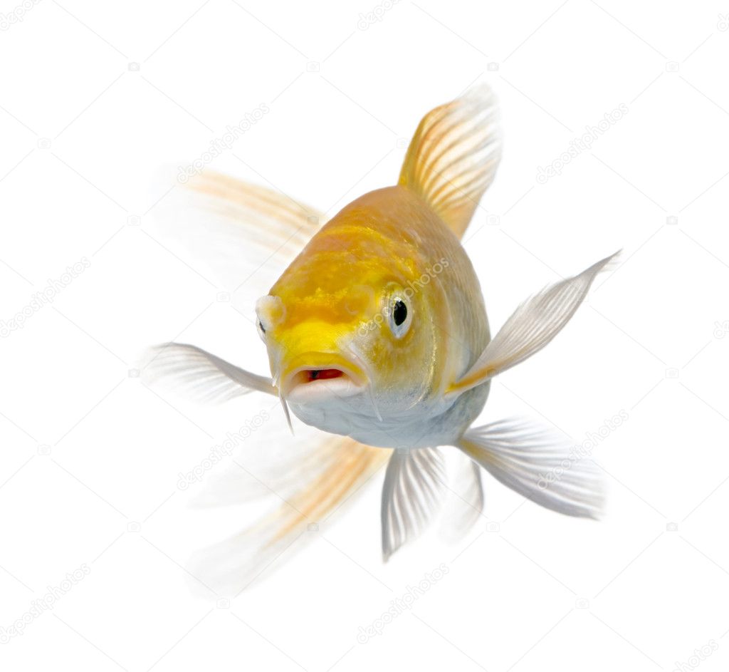 Yellow carp Stock Photo by ©lifeonwhite 10879419