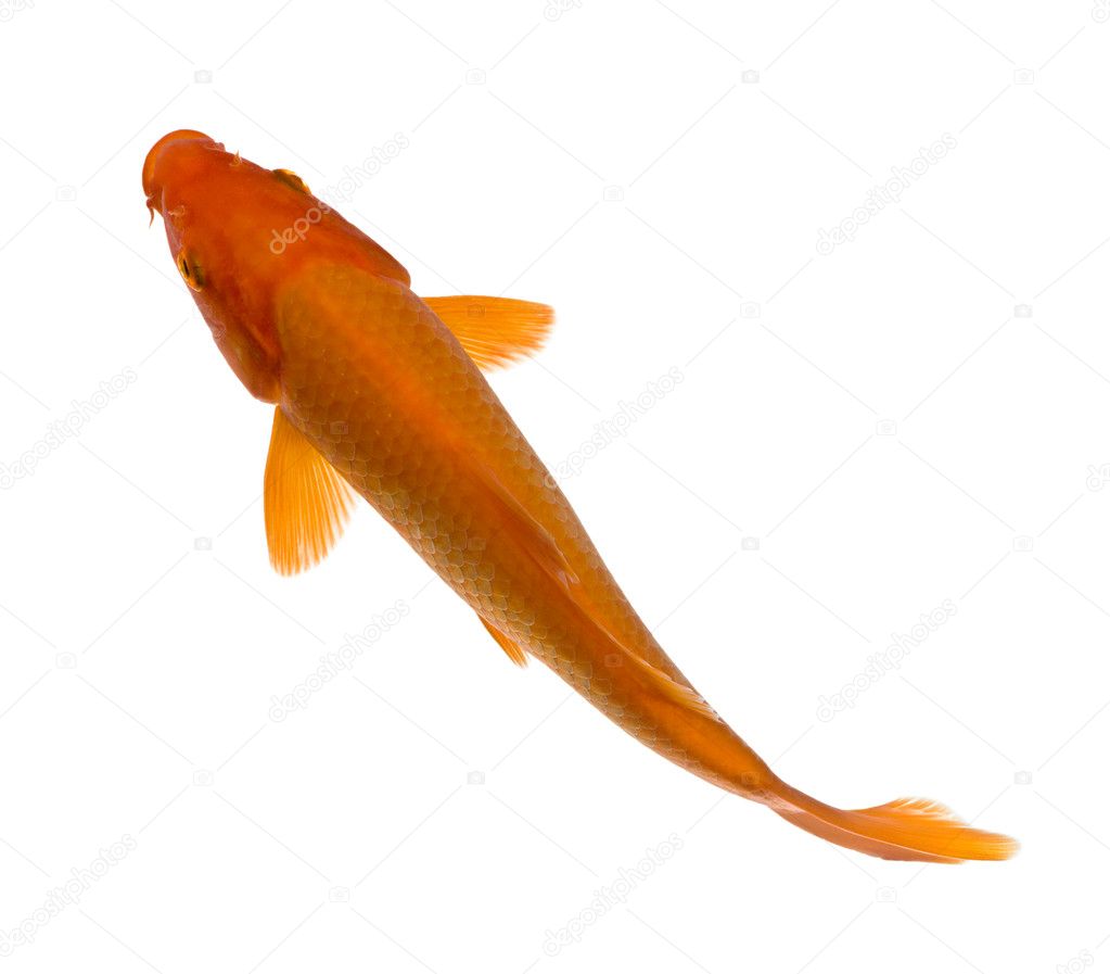 Orange Koi - Cyprinus carpio — Stock Photo © lifeonwhite #10879442