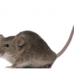 Side view of rat, 1 year old, in front of white background Stock Photo ...