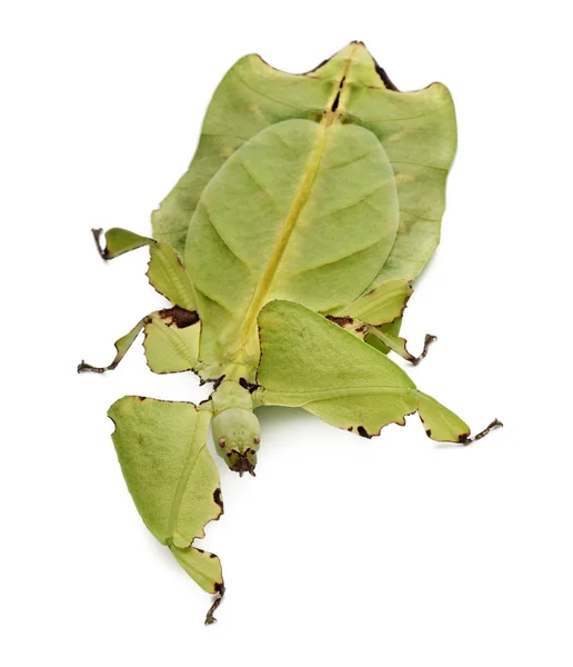 Phyllium giganteum Stock Photos, Royalty Free Phyllium giganteum Images ...