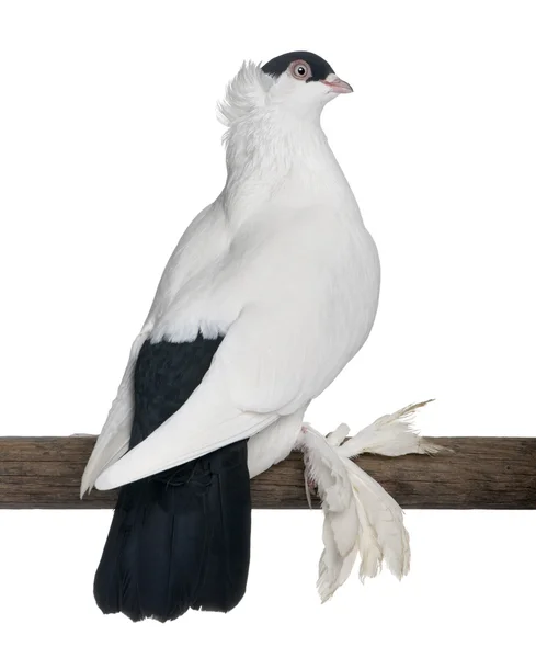 German helmet with feathered feet pigeon perched on stick in front of ...