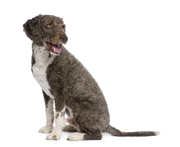 Spanish water spaniel Stock Photos, Royalty Free Spanish water spaniel ...