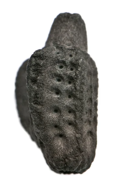 Phyllium giganteum Stock Photos, Royalty Free Phyllium giganteum Images ...