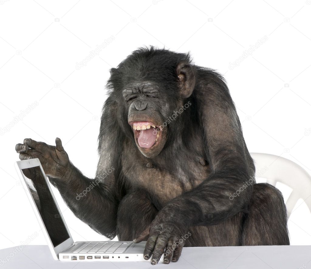 Retrato de chimpancé jugando con un ordenador portátil, estudio de tiro ...