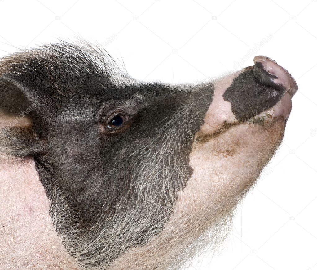 Side view of Gottingen minipig in front of white background, stu Stock ...