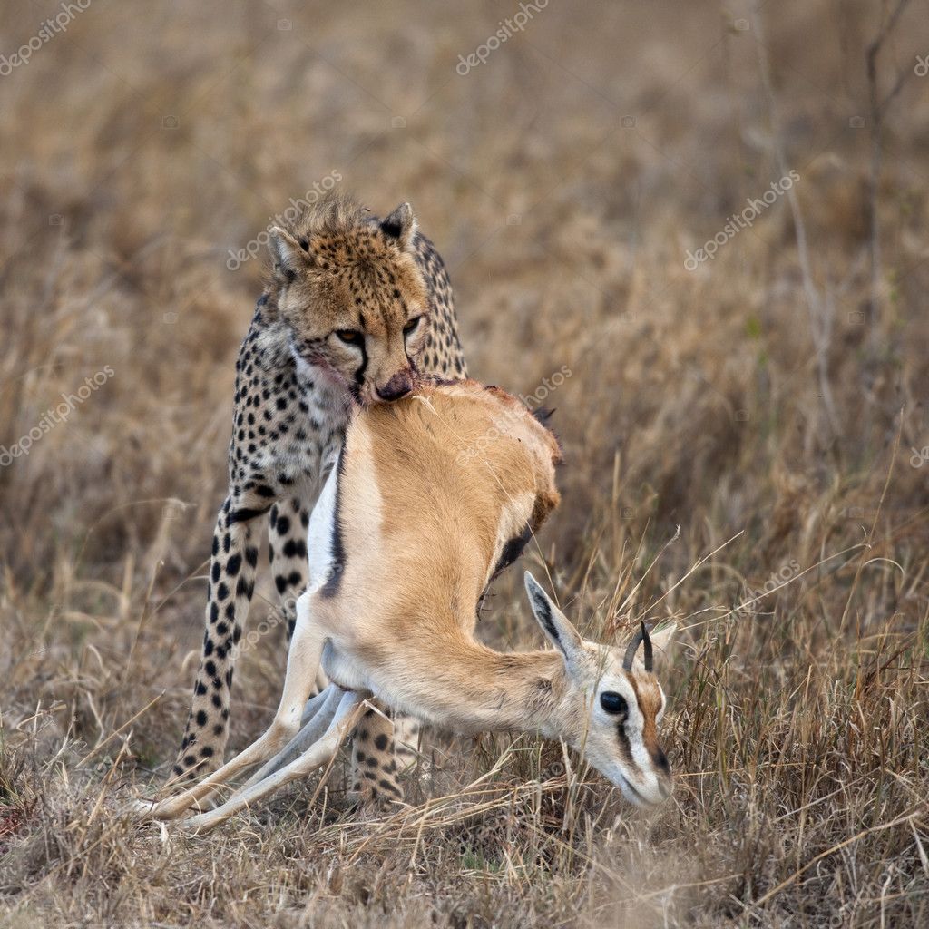 Chita sentados y comiendo presas, Parque Nacional del serengeti ...