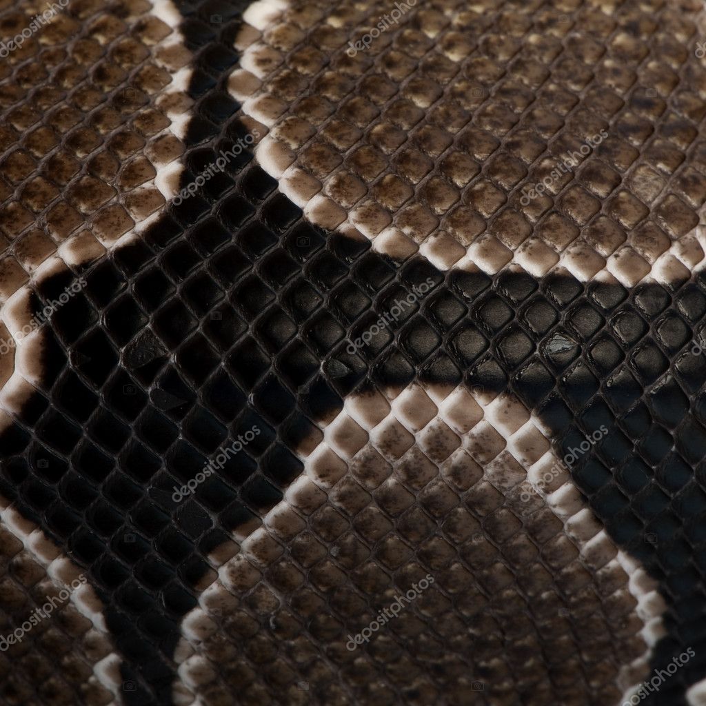 Colorful Snake Scales Close Up