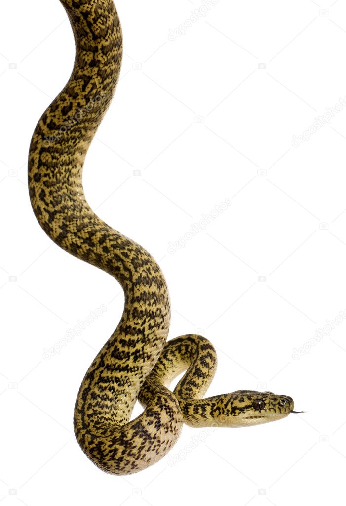 Morelia spilota variegata, a subspecies of python Stock Photo by ...