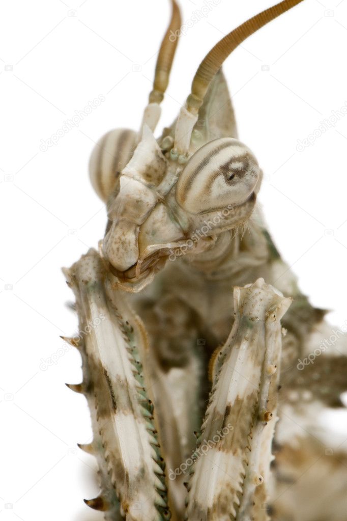 Female Blepharopsis mendica, Devil's Flower Mantis — Stock Photo ...