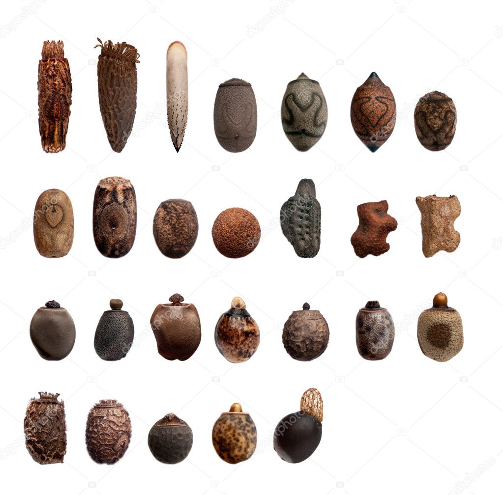 Ei verschiedenen Arten der Stabheuschrecken, Phasmatodea, vor weißem ...