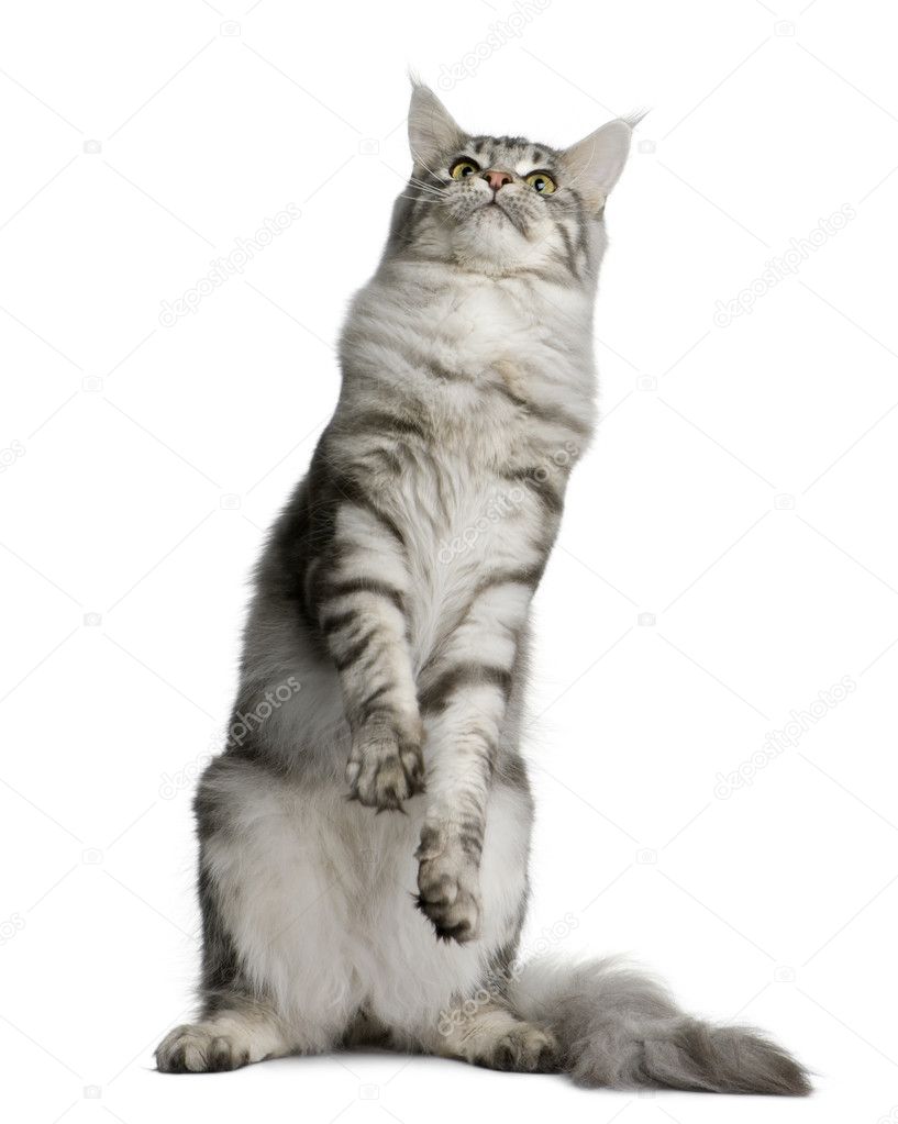 Maine Coon, 1 year old, standing on hind legs and looking up in front ...