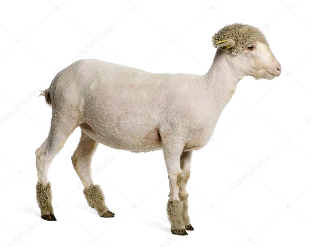 Partially shaved Merino lamb, 4 months old, in front of white ...