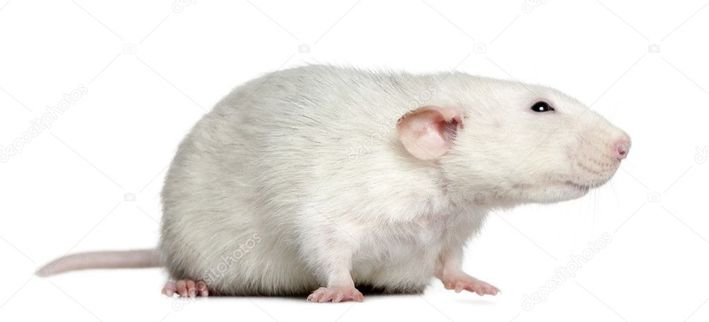 Rat front view | Side view of rat, 1 year old, in front of white ...