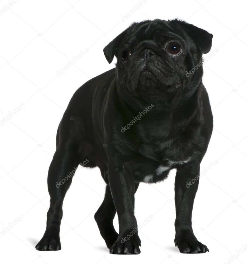 Pug, 1 year old, standing in front of white background Stock Photo by ...