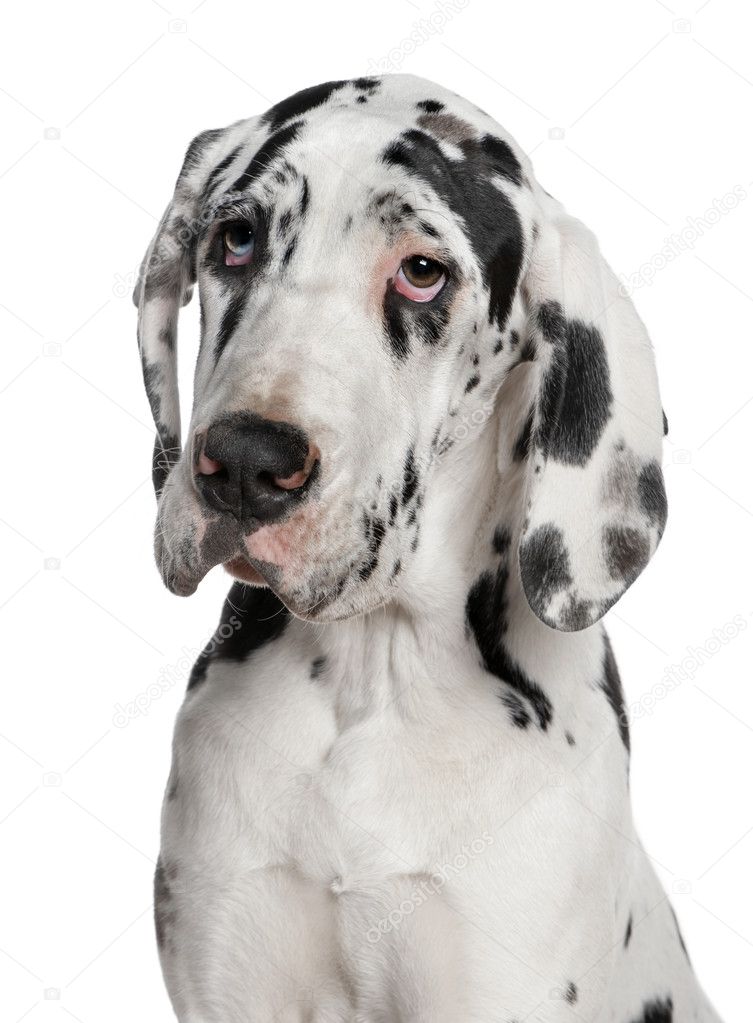 Grey And White Great Dane Puppies